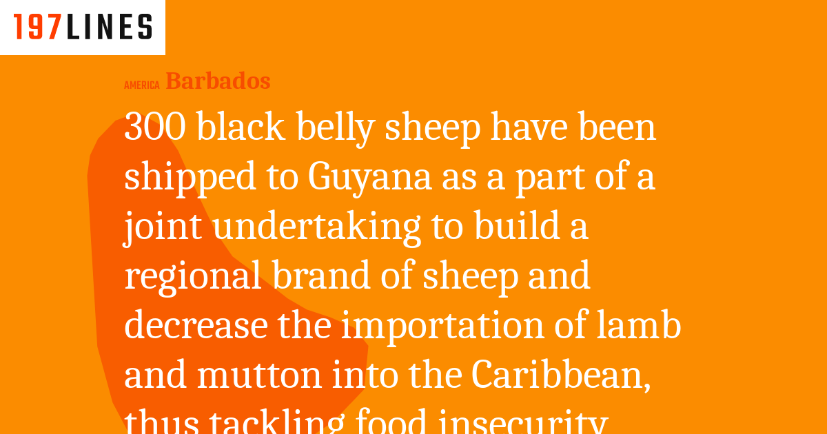 300 black belly sheep have been shipped to Guyana as a part of a joint ...