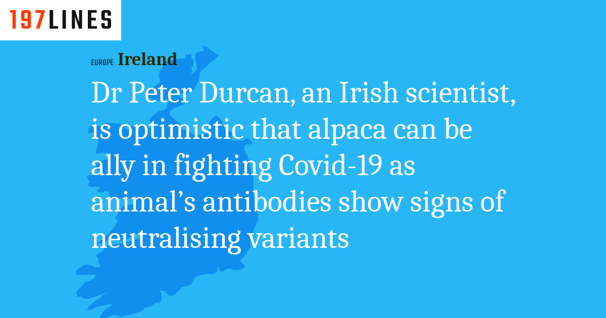 Dr Peter Durcan, an Irish scientist, is optimistic that alpaca can be ...
