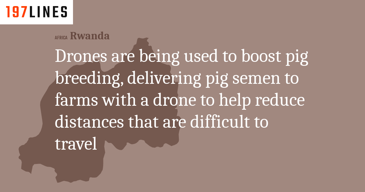 Drones are being used to boost pig breeding, delivering pig semen to ...