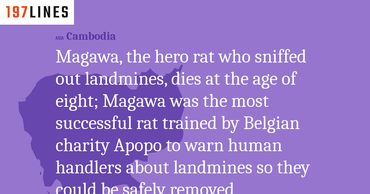 Magawa, the hero rat who sniffed out landmines, dies at the age of ...