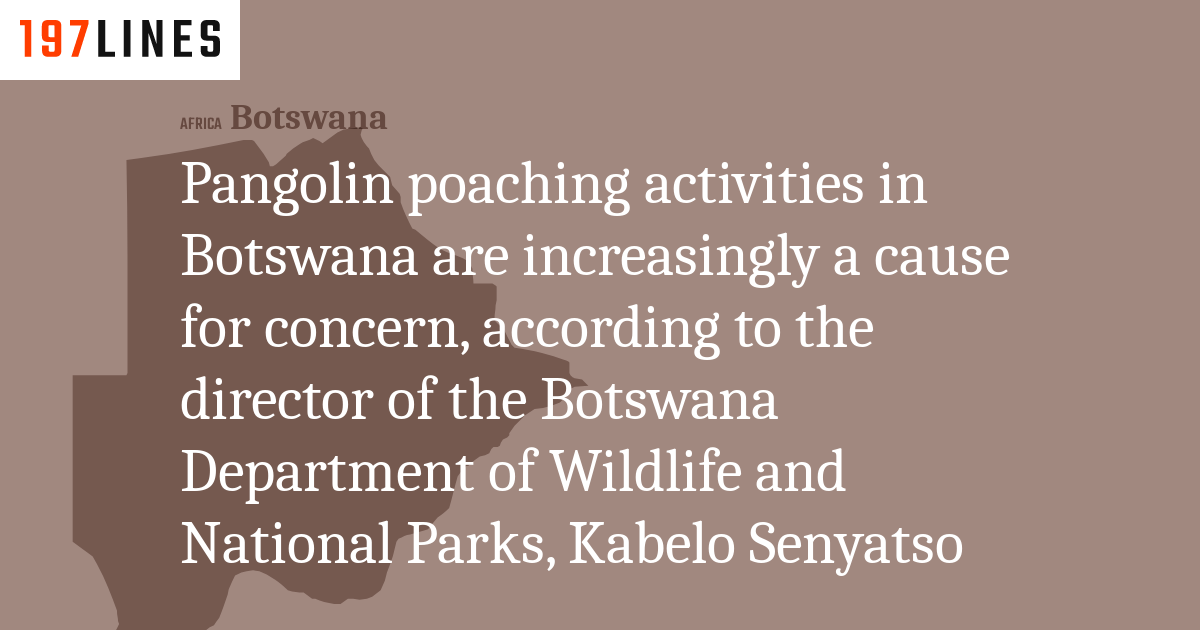 Pangolin poaching activities in Botswana are increasingly a cause for ...
