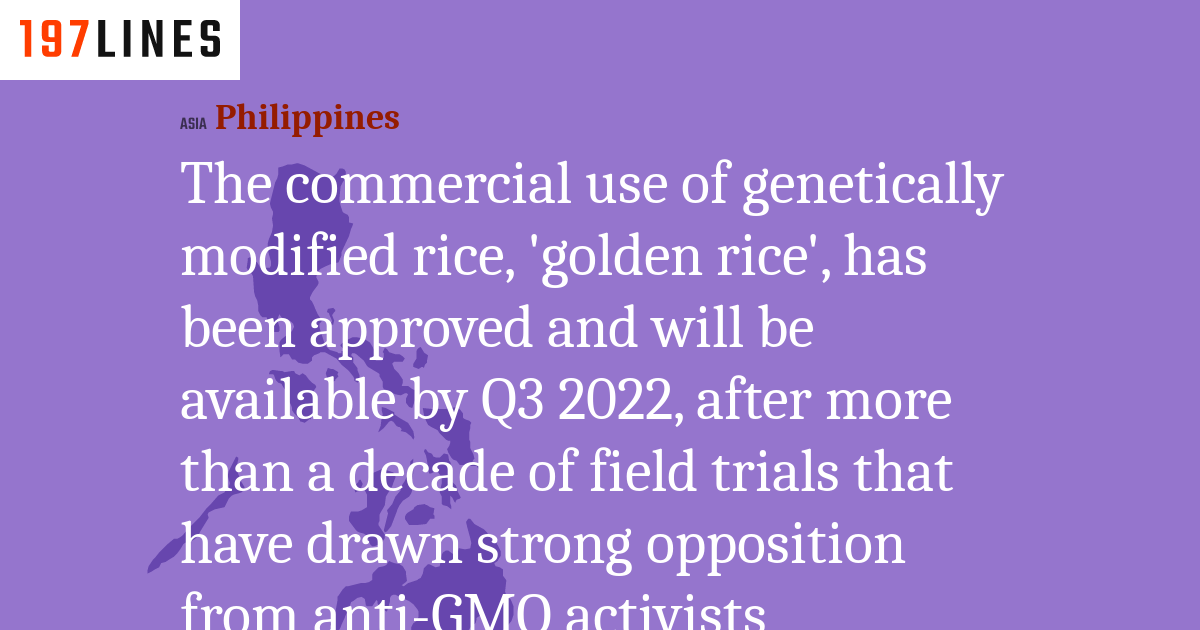 The commercial use of genetically modified rice, 'golden rice', has ...